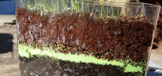 HOW TO – EXPERIMENT WITH FEEDING YOUR WORMS | Rick's Hobby Garage