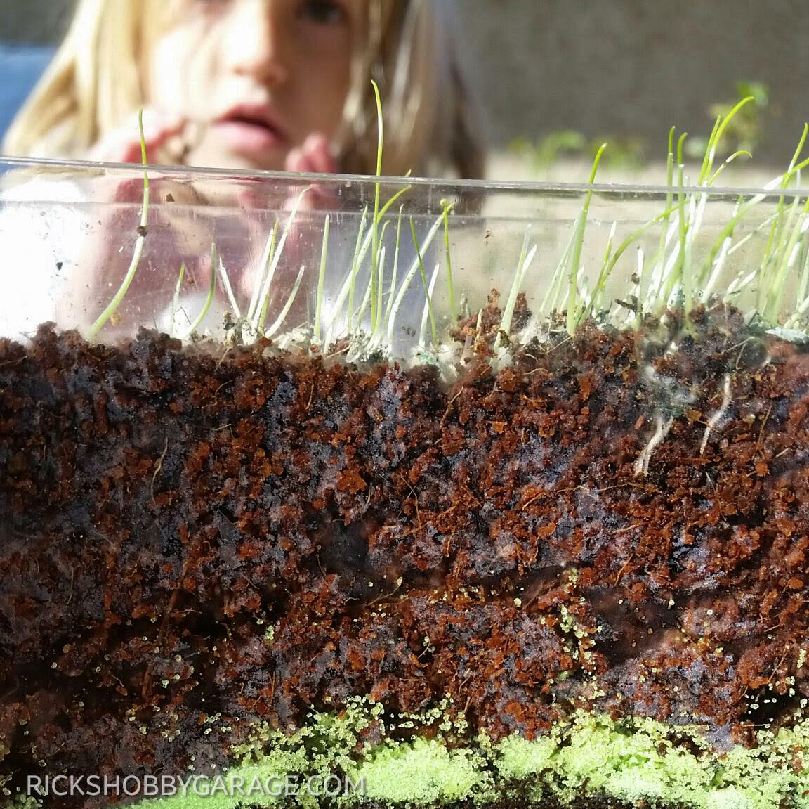 Kids Observation Ecosystem Worm Farm - Week 1 Observation