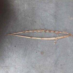 Plant Profile: The Desert Willow Tree | Rick's Hobby Garage