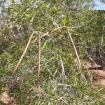 Plant Profile: The Desert Willow Tree | Rick's Hobby Garage