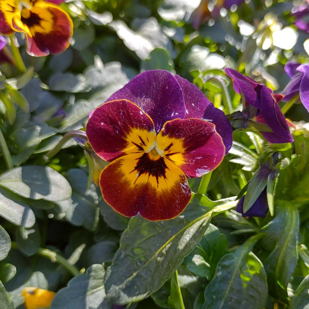My Favorite Winter Flower | Rick's Hobby Garage