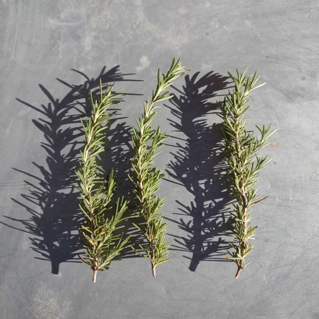 Plant Profile: Rosemary | Rick's Hobby Garage