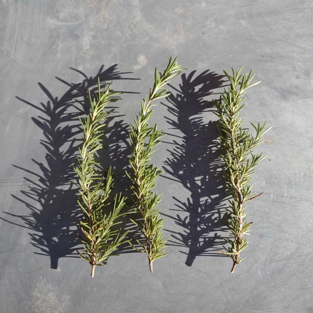 Plant Profile: Rosemary | Rick's Hobby Garage