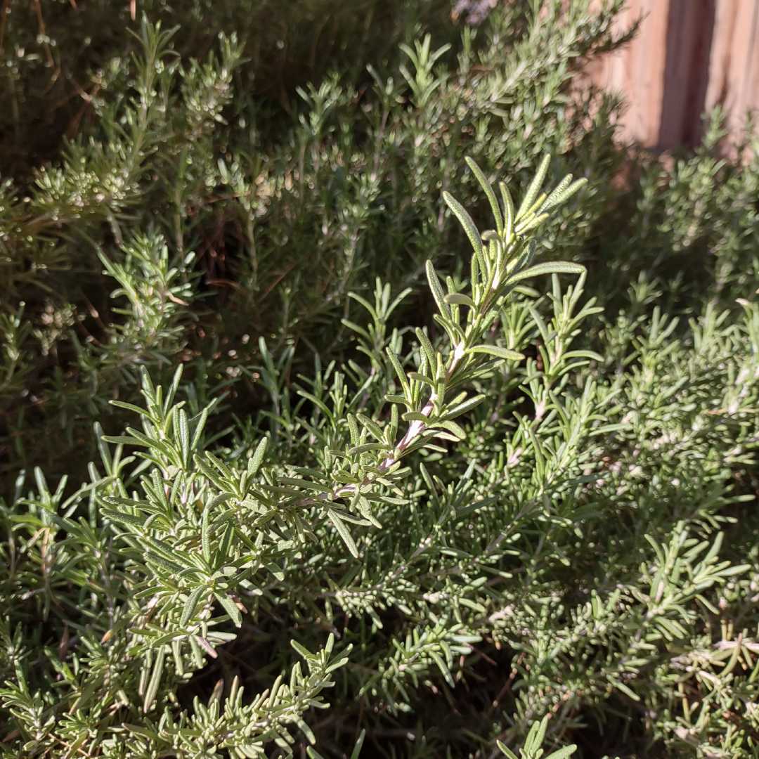 Plant Profile: Rosemary | Rick's Hobby Garage