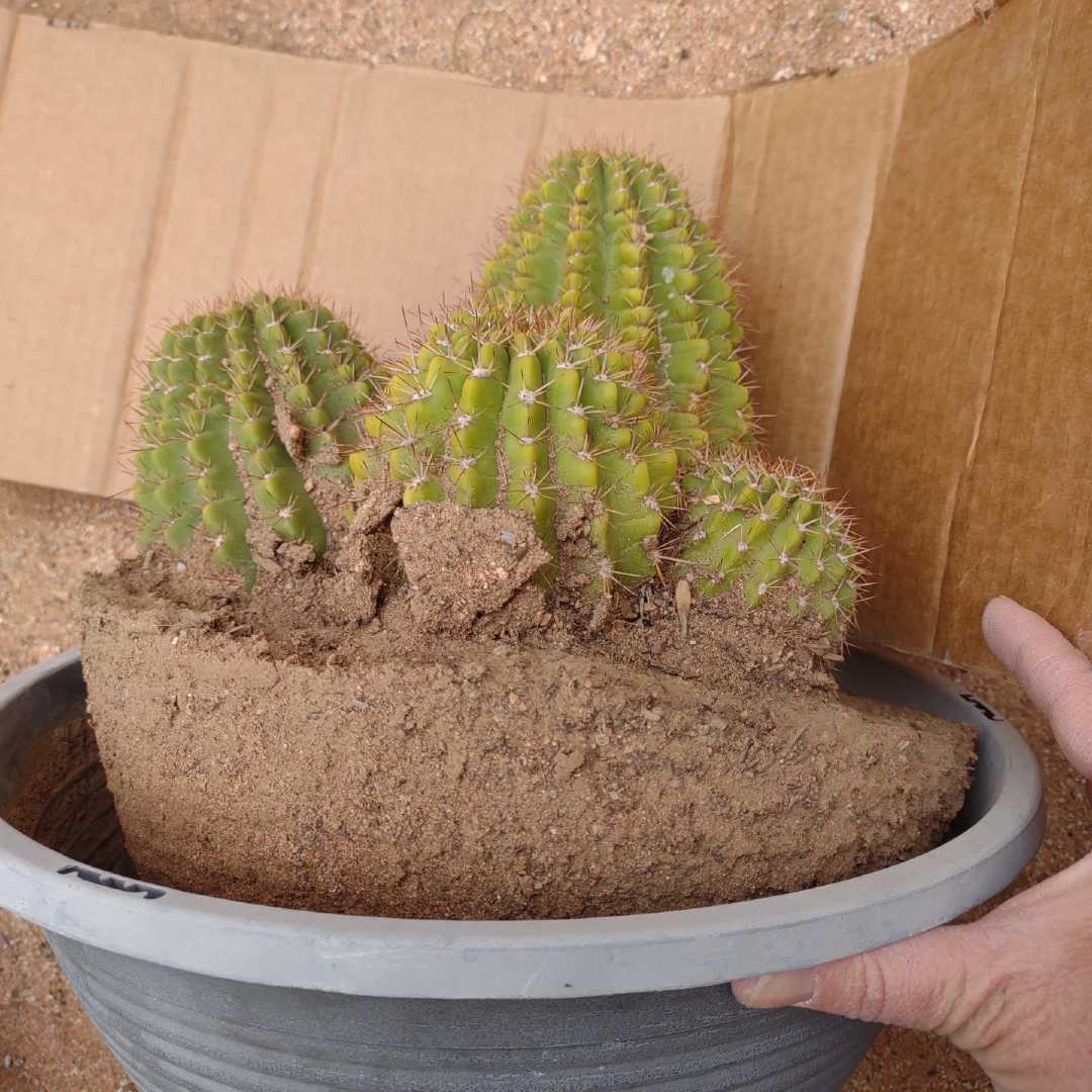 Potting Tips for Torch Cactus | Rick's Hobby Garage