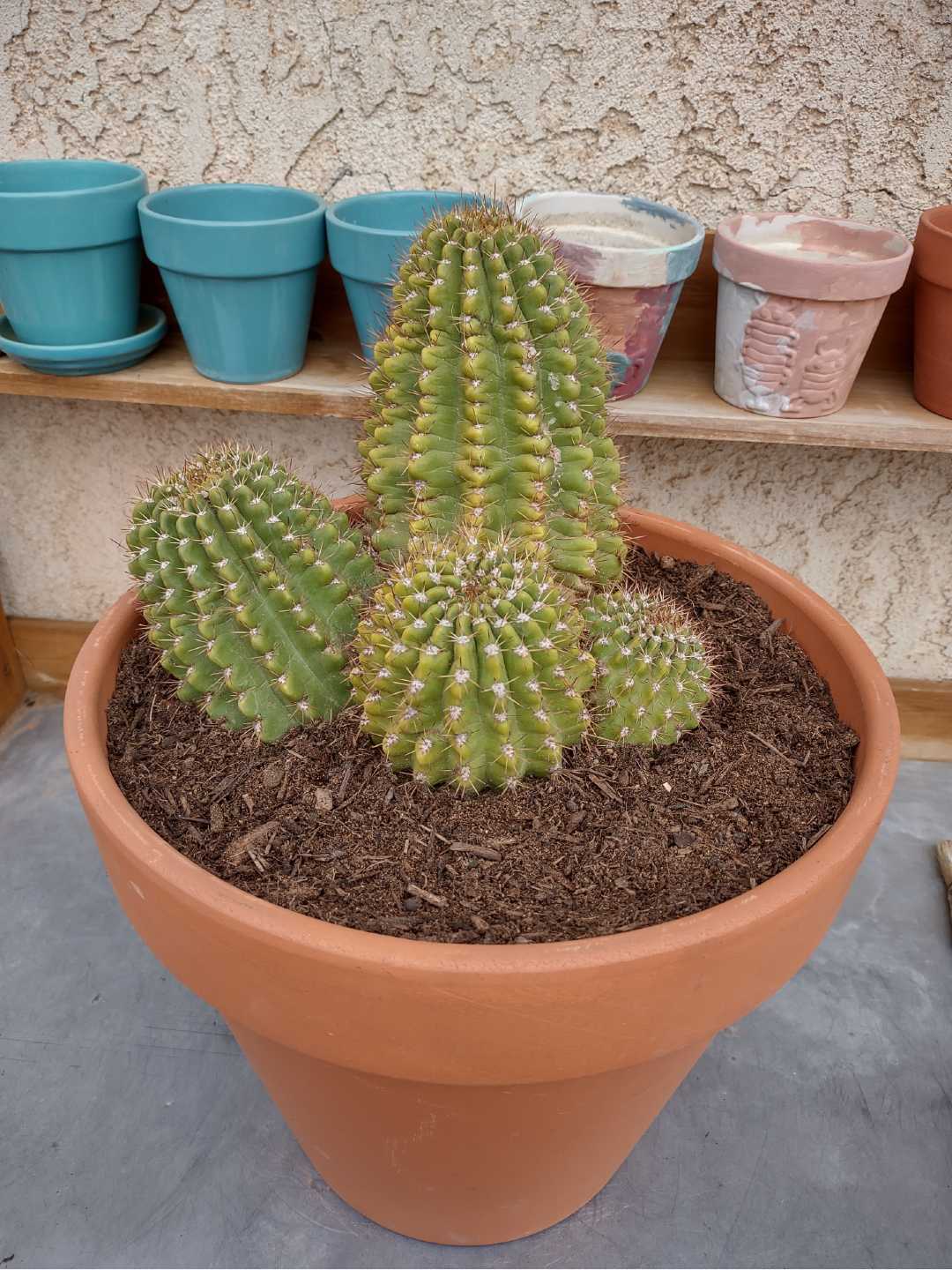 Potting Tips for Torch Cactus | Rick's Hobby Garage