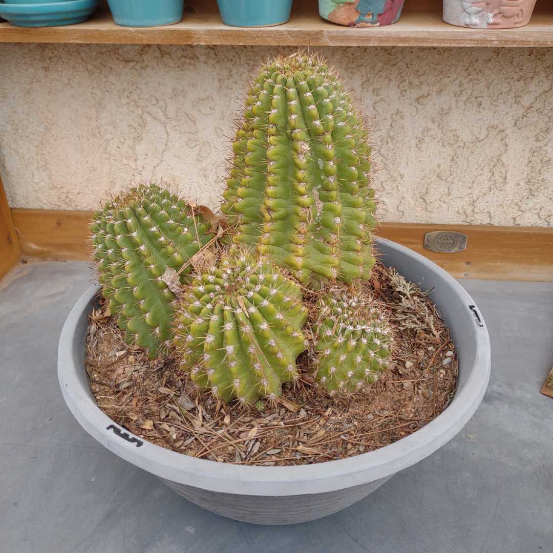 Potting Tips for Torch Cactus | Rick's Hobby Garage