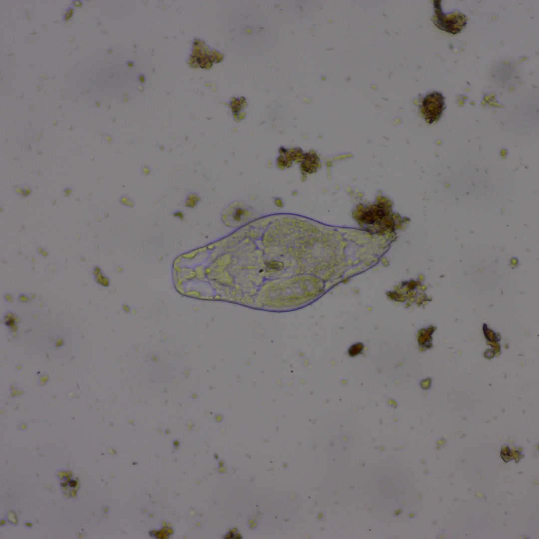 A Journey Into Soil Microbes | Rick's Hobby Garage