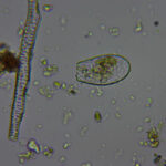 A Journey Into Soil Microbes | Rick's Hobby Garage
