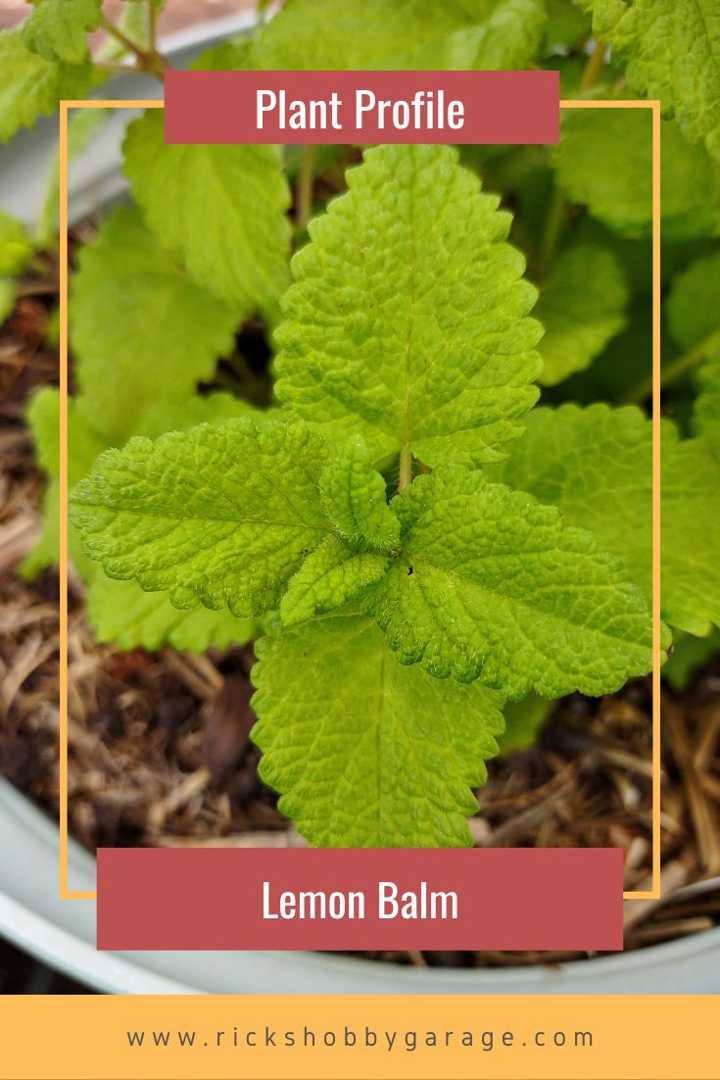 Plant Profile: Lemon Balm | Rick's Hobby Garage