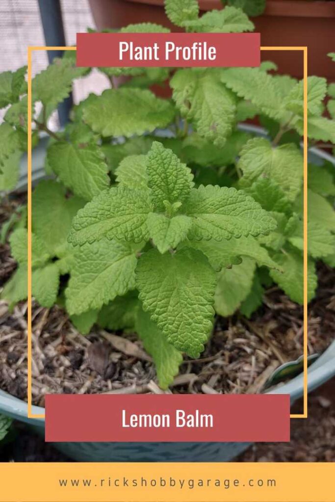 Plant Profile: Lemon Balm | Rick's Hobby Garage